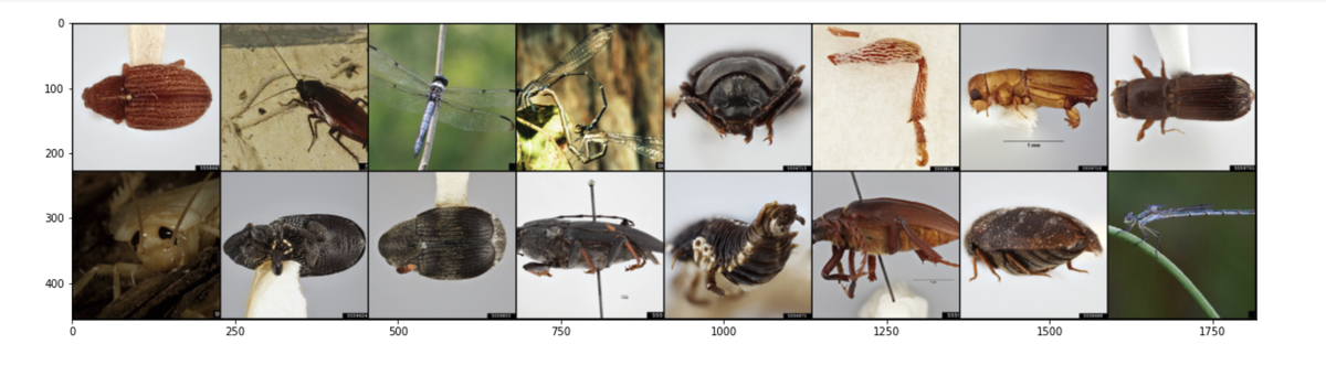How to build a CNN model with Pytorch | Betty